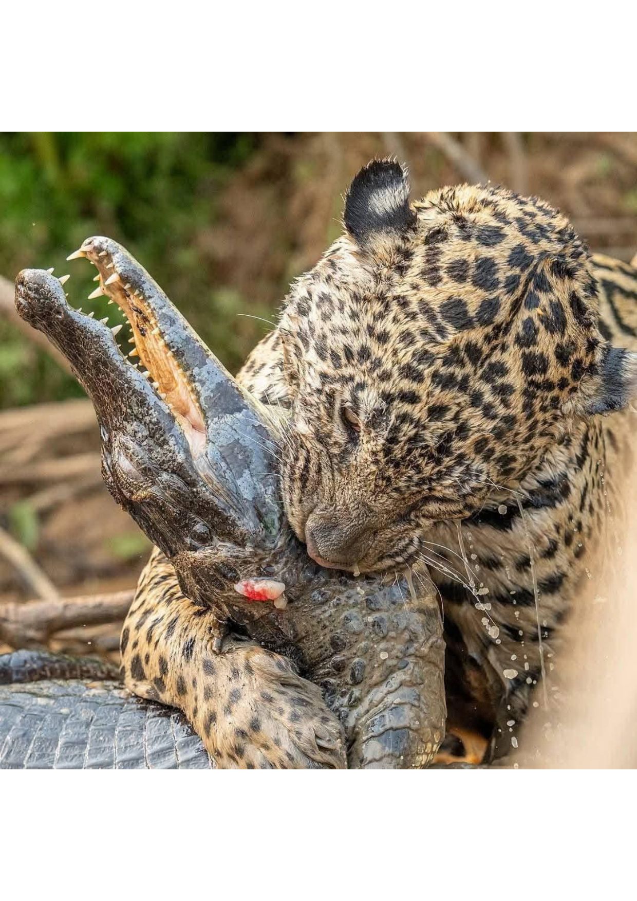 GWA | GIANT WILDLIFE ADVENTURE